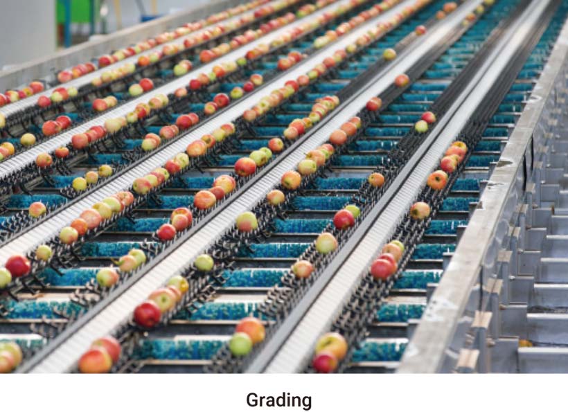 Automated Fruit Classification Utilizing Neousys Embedded System With Machine Learning Neousys 